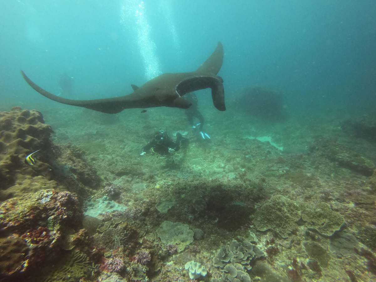 Exploring the Underwater Wonders: A Day Trip to Manta Point in Nusa ...
